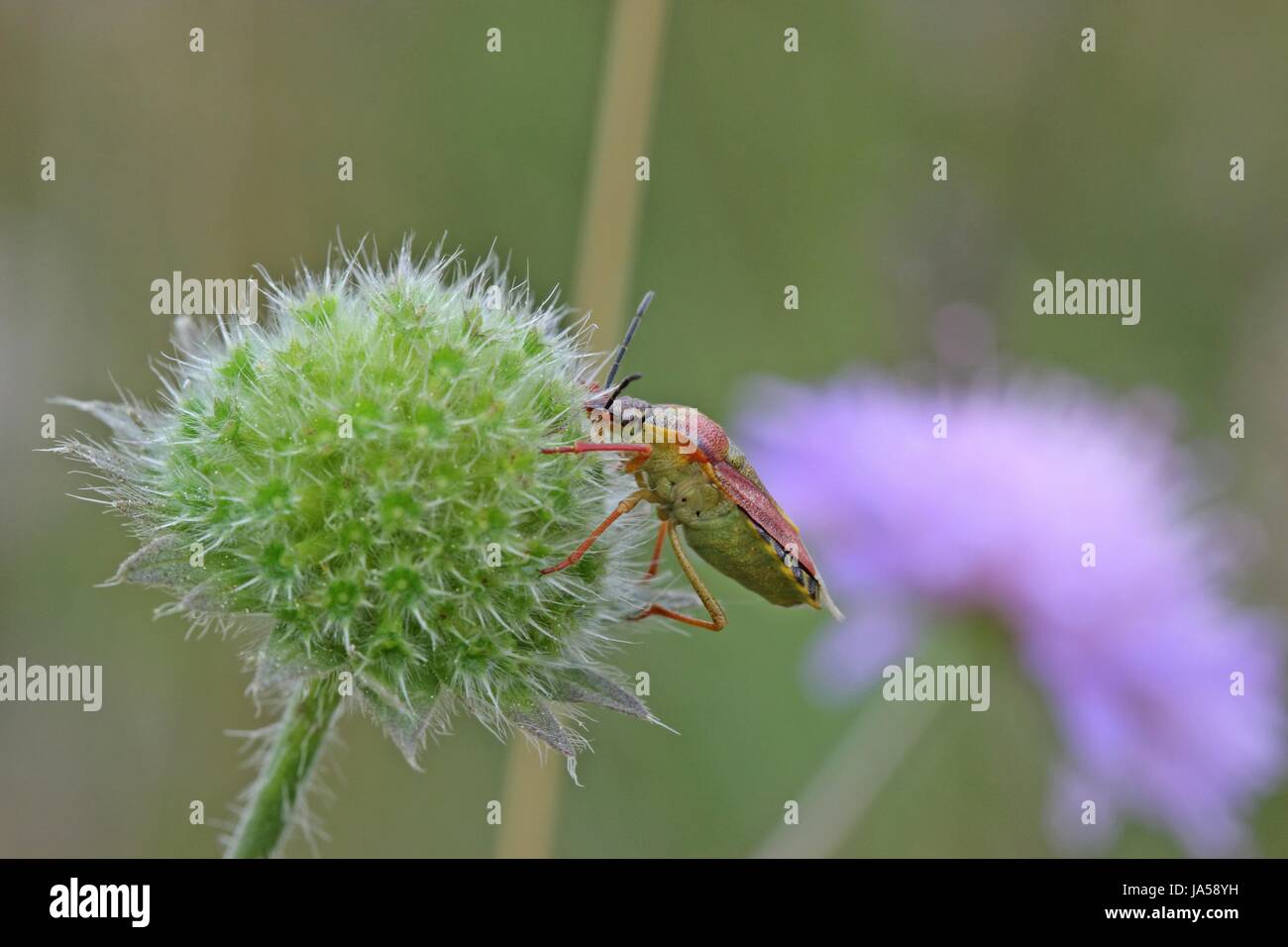 bloom, blossom, flourish, flourishing, bug, bloom, blossom, flourish ...