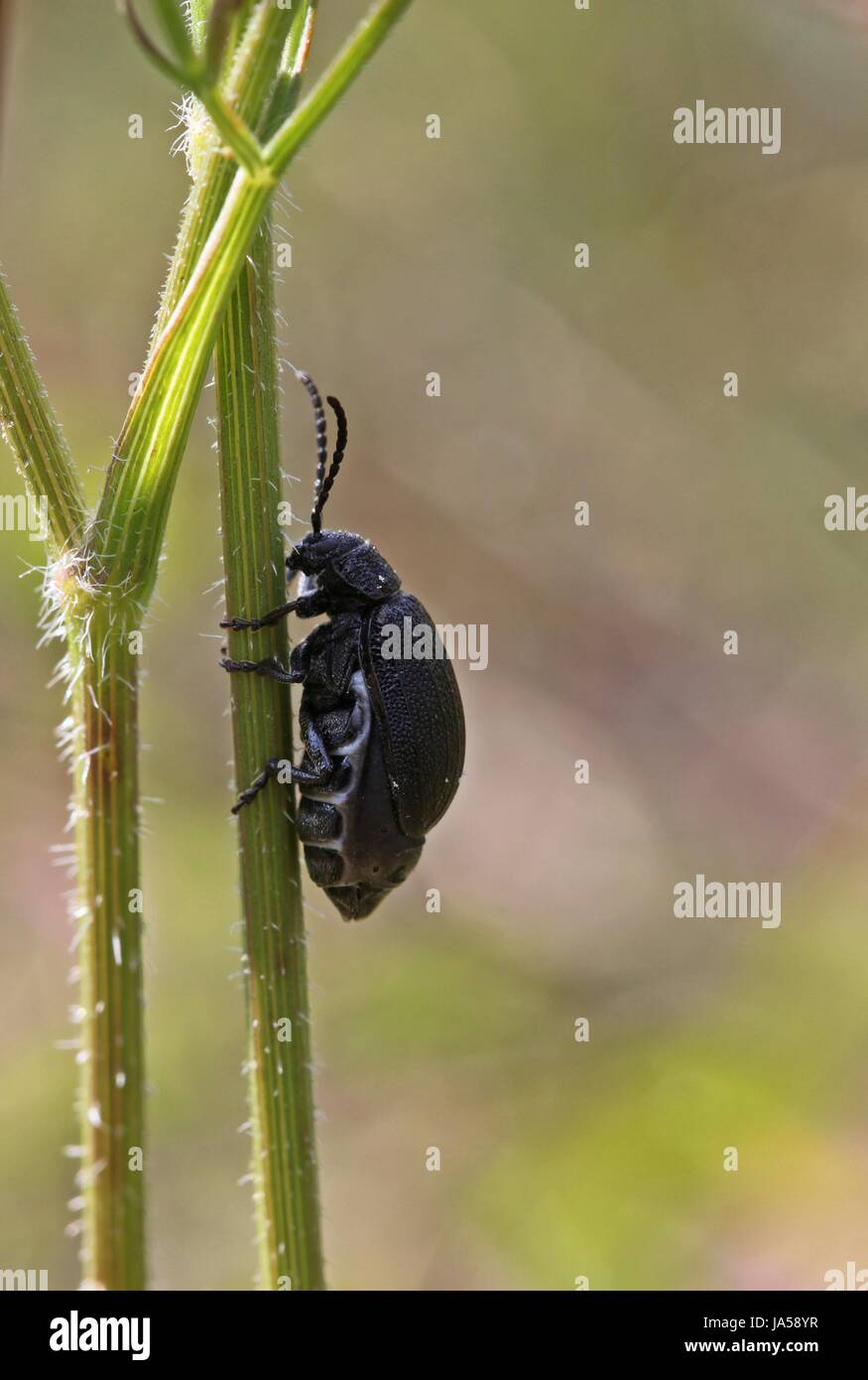 Pregnant beetle hi-res stock photography and images - Alamy