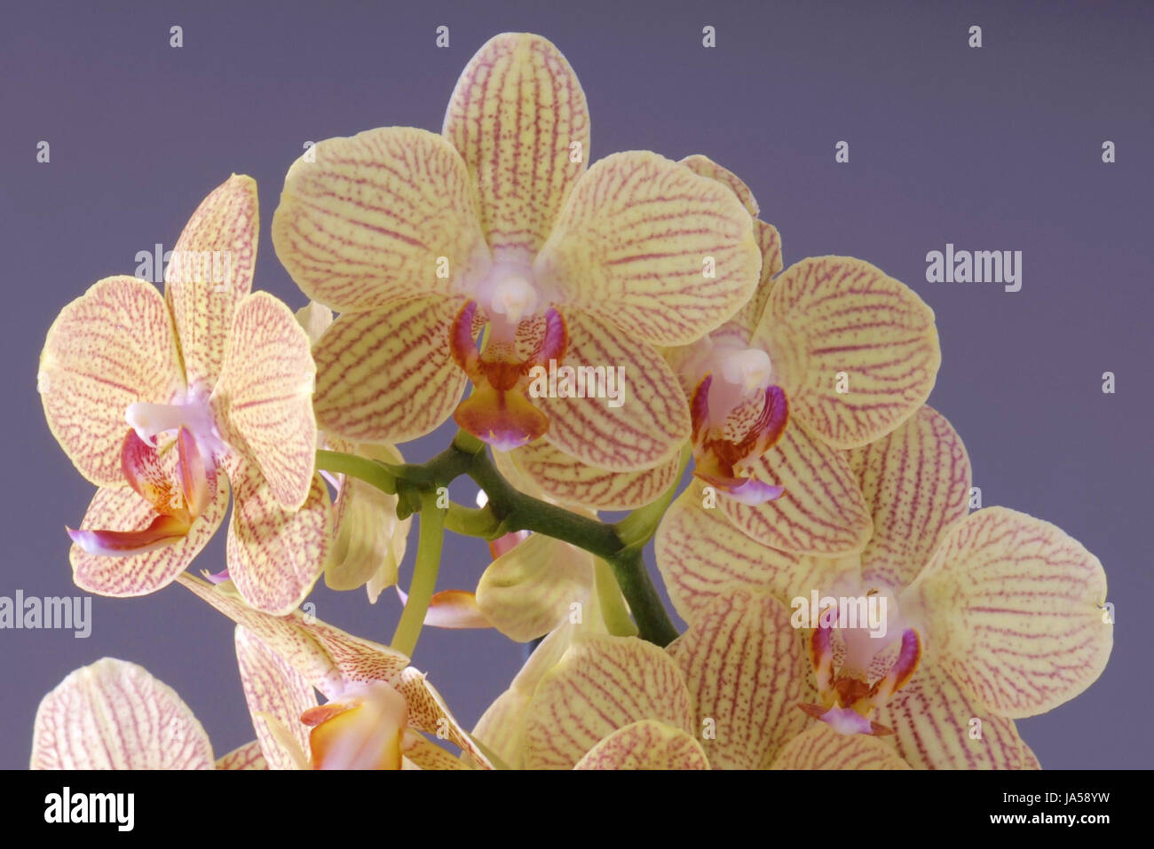 flower, plant, green, bloom, blossom, flourish, flourishing, flowers ...