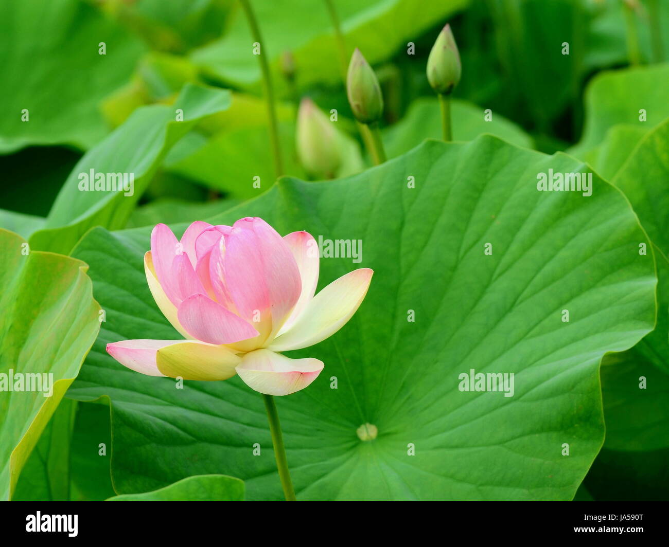 noble, lotus, purity, beauty, noble, lotus, wallpaper, screen, purity ...