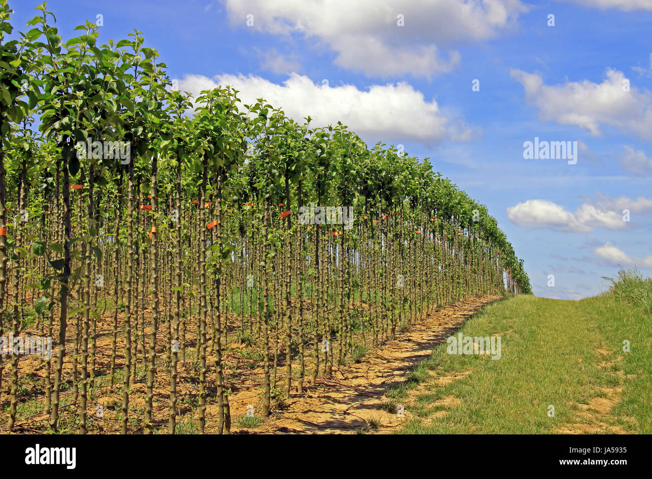 pome, apple trees, tree nursery, tree, trees, trunk, agriculture ...
