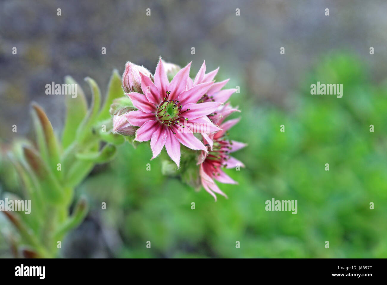 star in pink (houseleek Stock Photo - Alamy