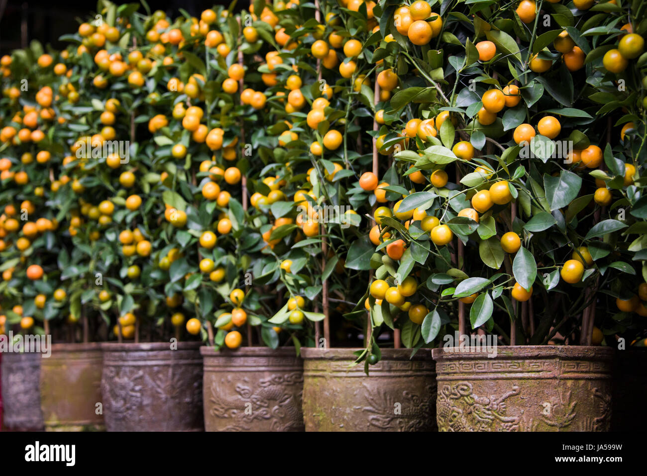 Mini Mandarin Tree The Best Fruit Tree For Kids, And The Winner Is