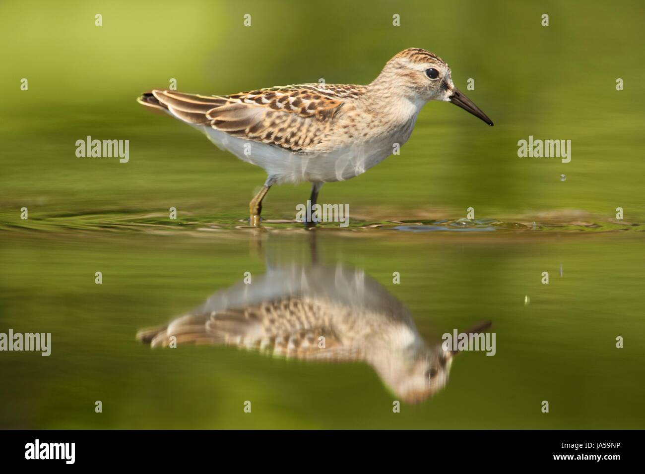 bird, birds, sandpiper, shore, animal, bird, wild, birds, feathers ...