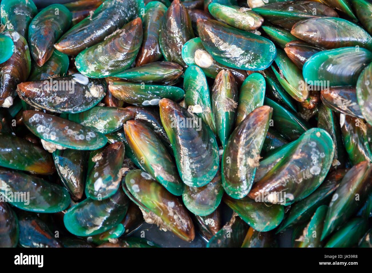 restaurant, food, aliment, health, medicinally, medical, animal, shell ...