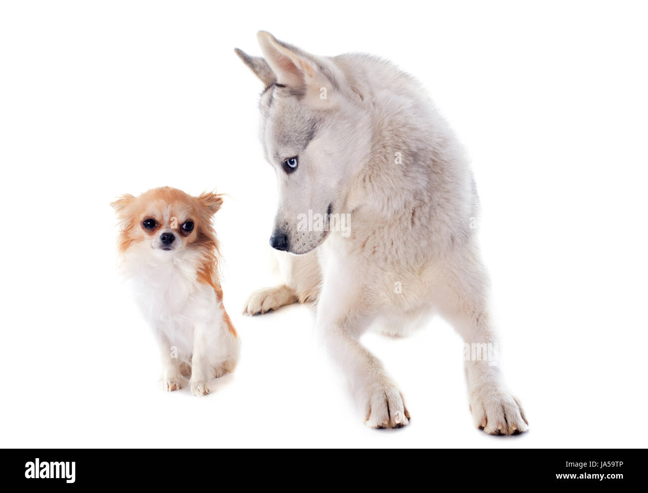 dog, dogs, two, husky, friendship, animal, pet, studio, fear, anxious ...