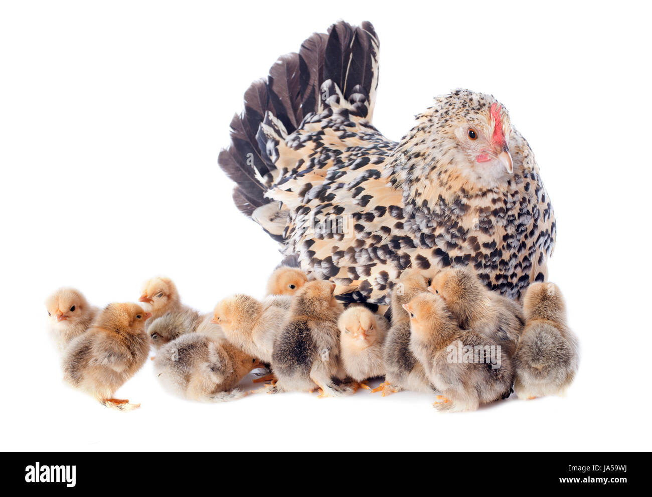 female, chick, chicken, group, familiy, family, isolated, animal, bird ...