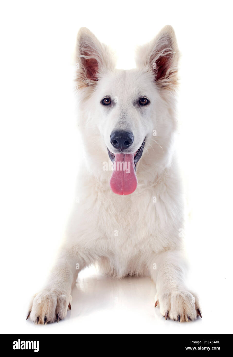 Swiss animal hi-res stock photography and images - Alamy