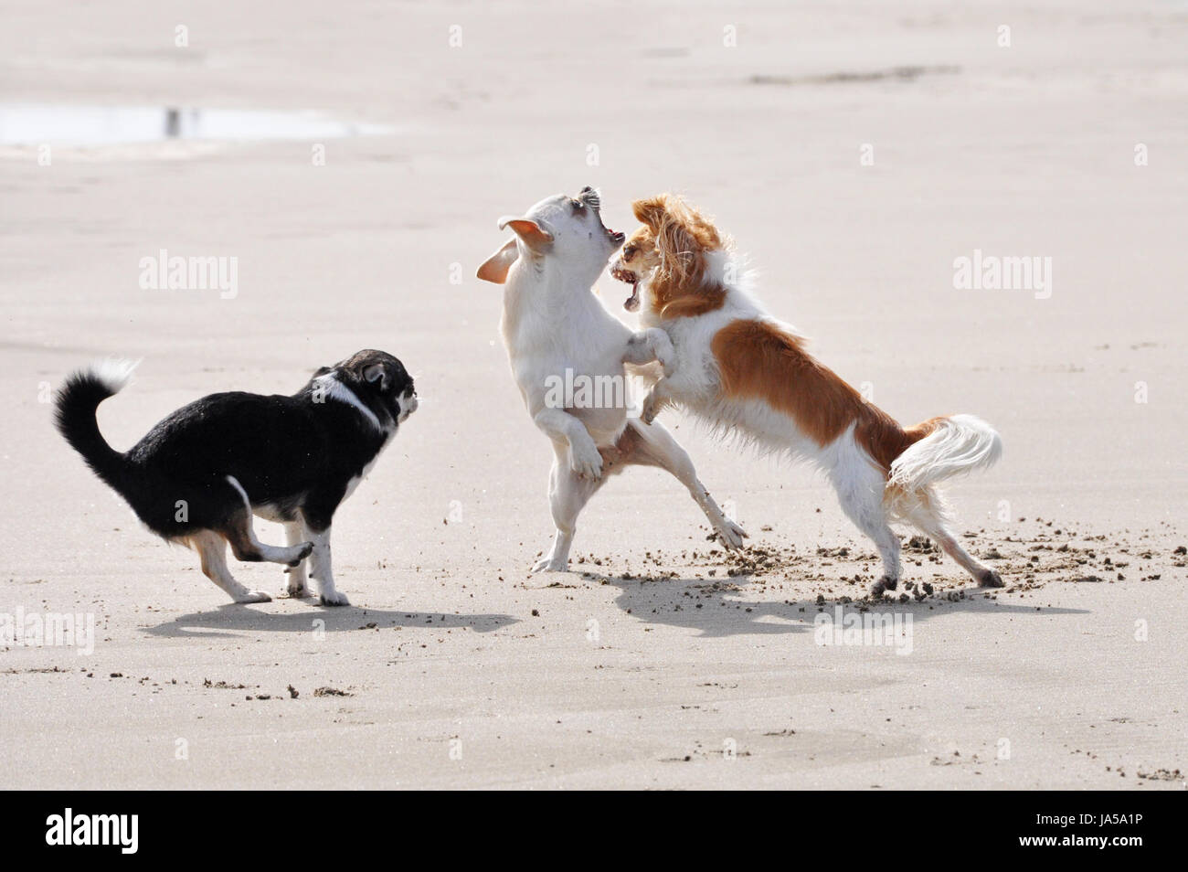 Two barking dogs hi-res stock photography and images - Alamy