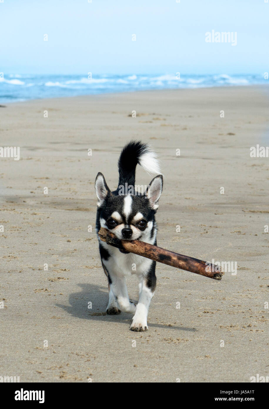 wood, beach, seaside, the beach, seashore, dog, puppy, salt water, sea ...