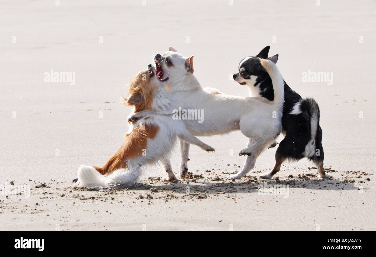 fight, fighting, dog, dogs, puppy, raving, furious, angry, irately, two ...