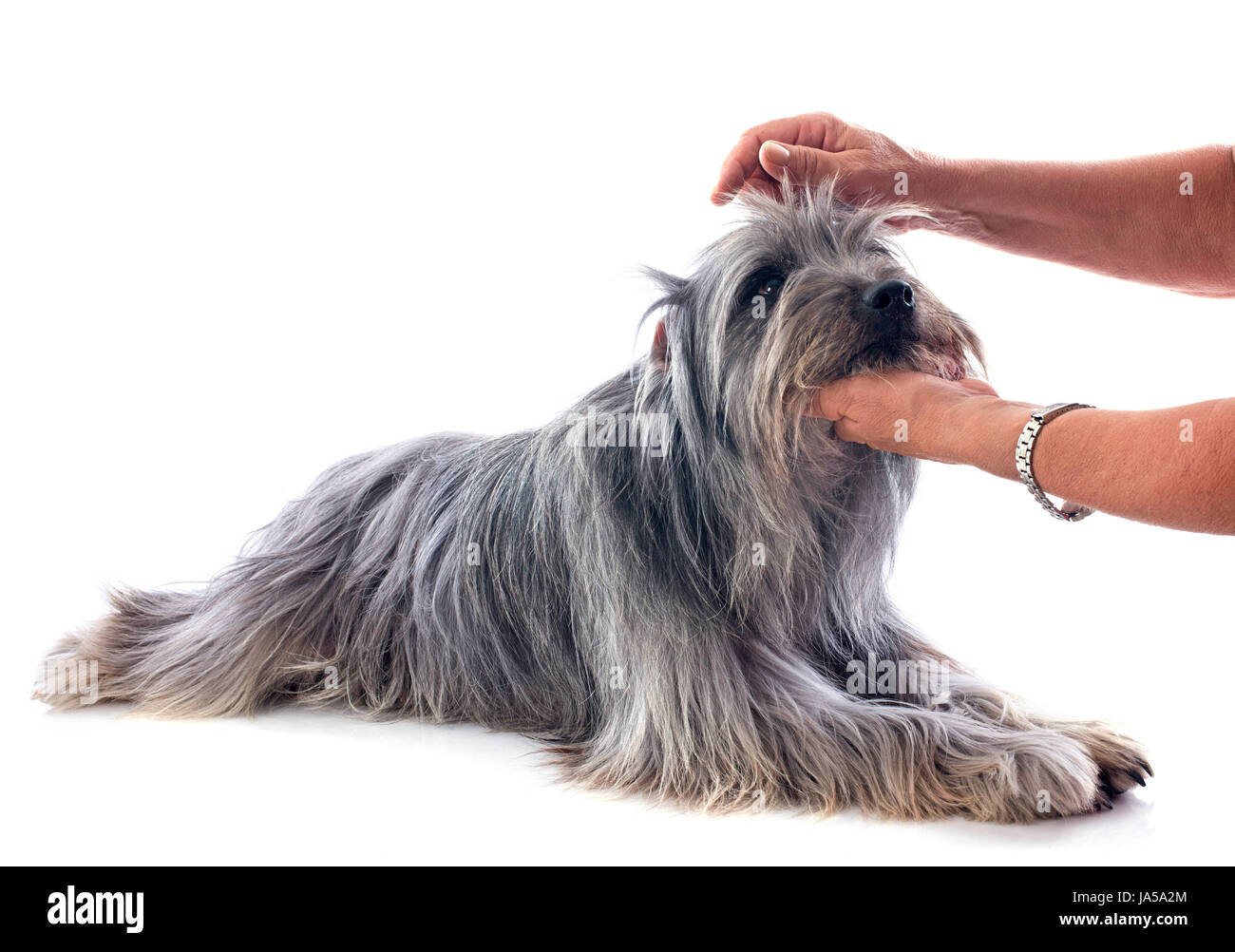 Dog portrait hand hi-res stock photography and images - Alamy