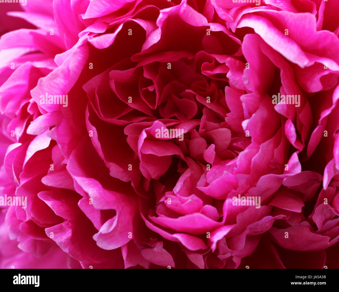 Beautiful purple peony, flower arrangement Stock Photo - Alamy
