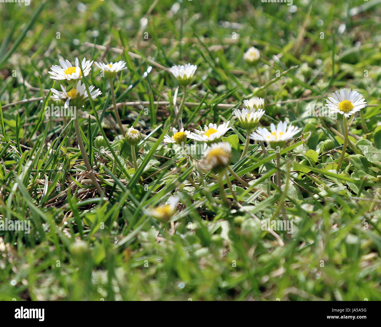 Commoin daisy hi-res stock photography and images - Alamy