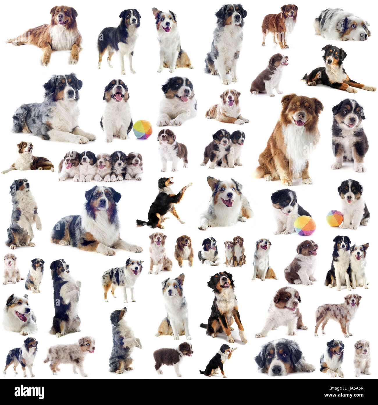 dog, dogs, puppy, group, game, tournament, play, playing, plays, played ...