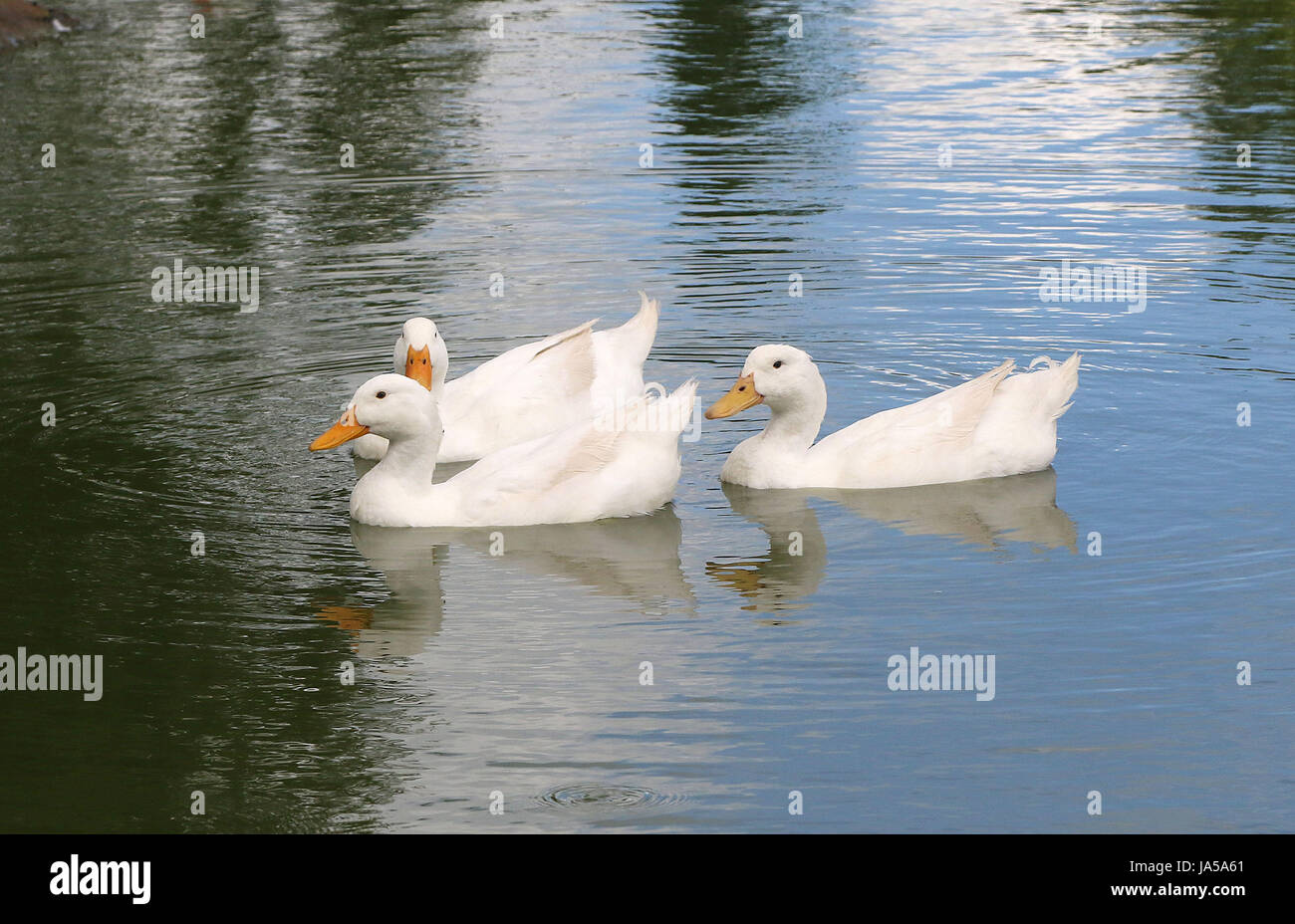 American pekin duck hi-res stock photography and images - Alamy