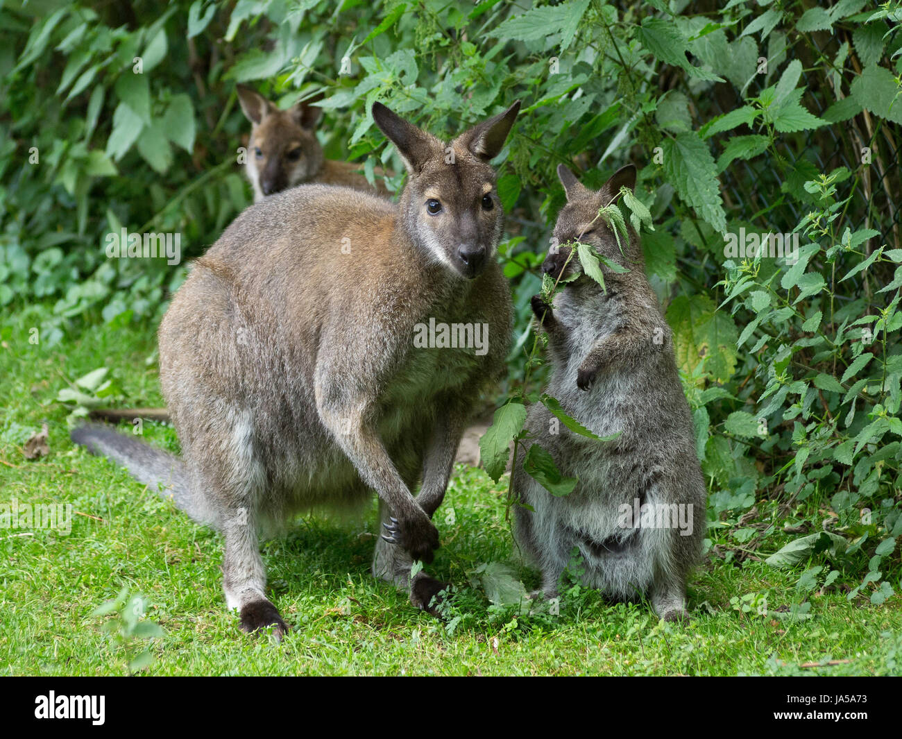 animal, opossum, nature, animal, animals, australia, bag, opossum ...