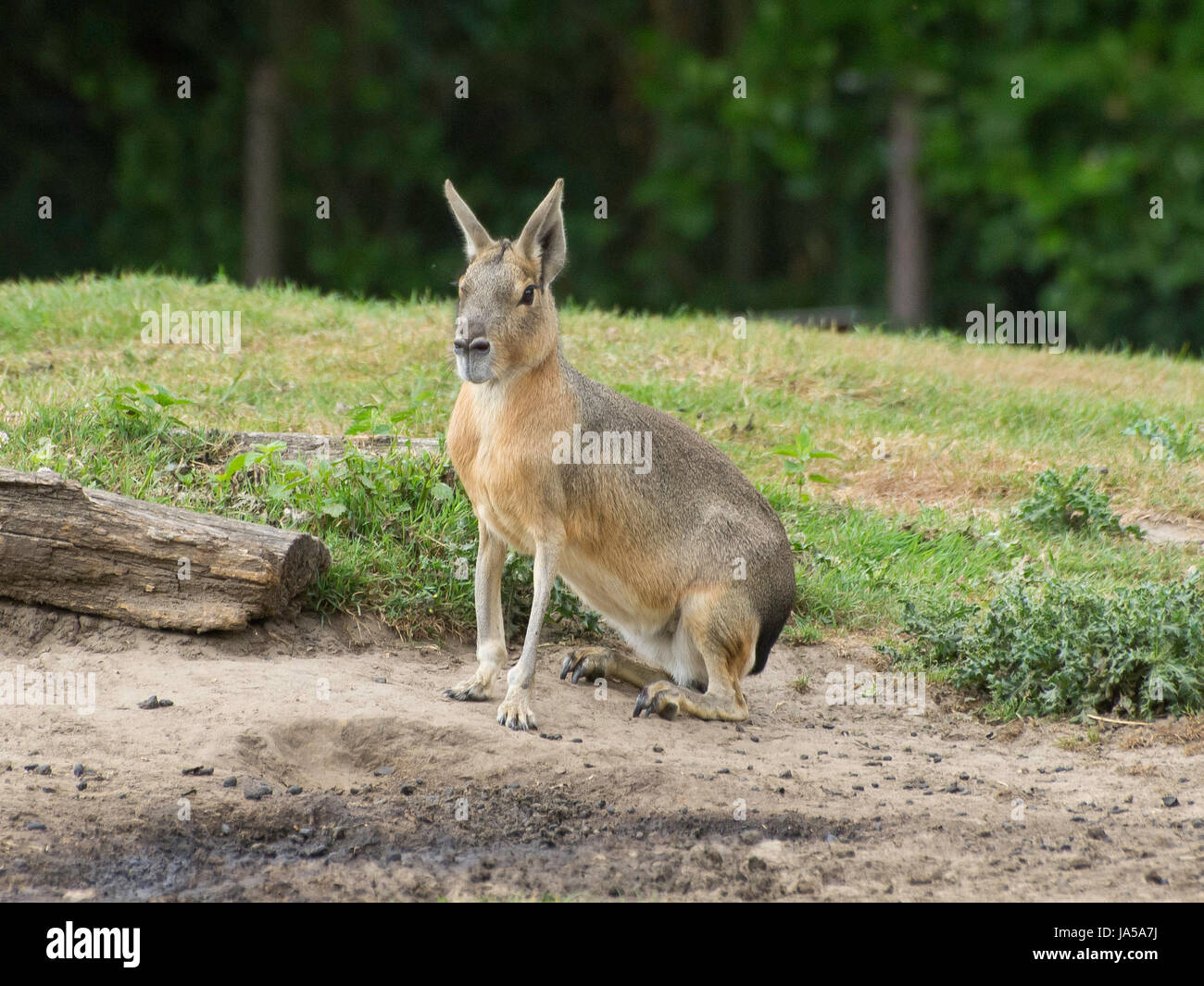 animal, ears, hare, bunny, nature, animal, ears, hare, tail, hares ...