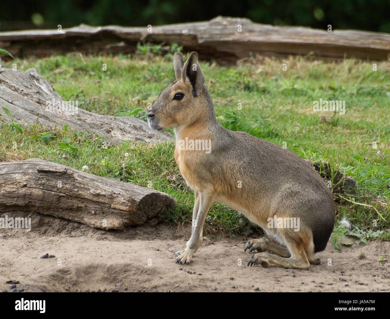 animal, ears, hare, bunny, nature, animal, ears, hare, tail, hares ...