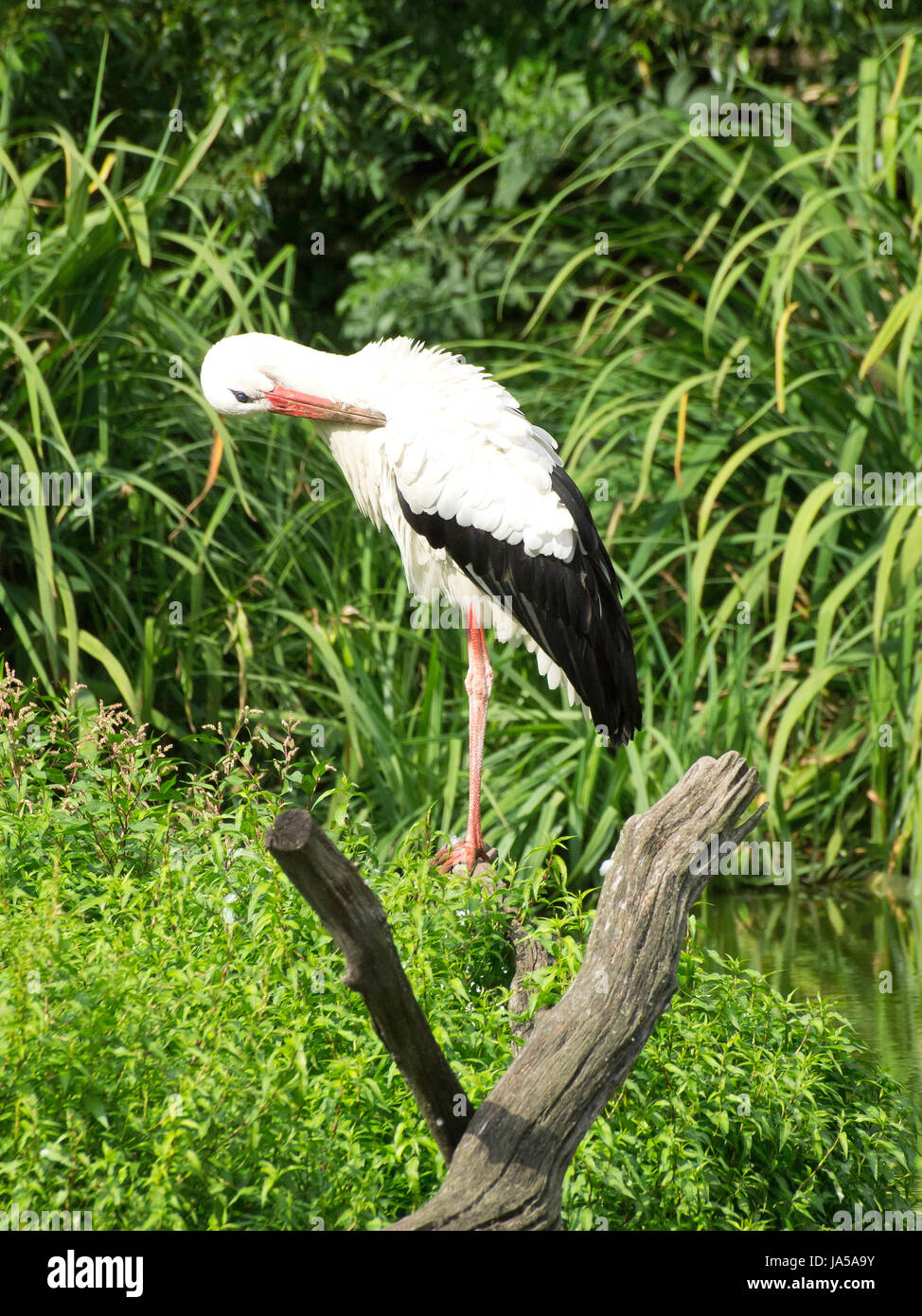 animal, bird, birds, beak, stork, nest, beaks, animal, bird, birds ...