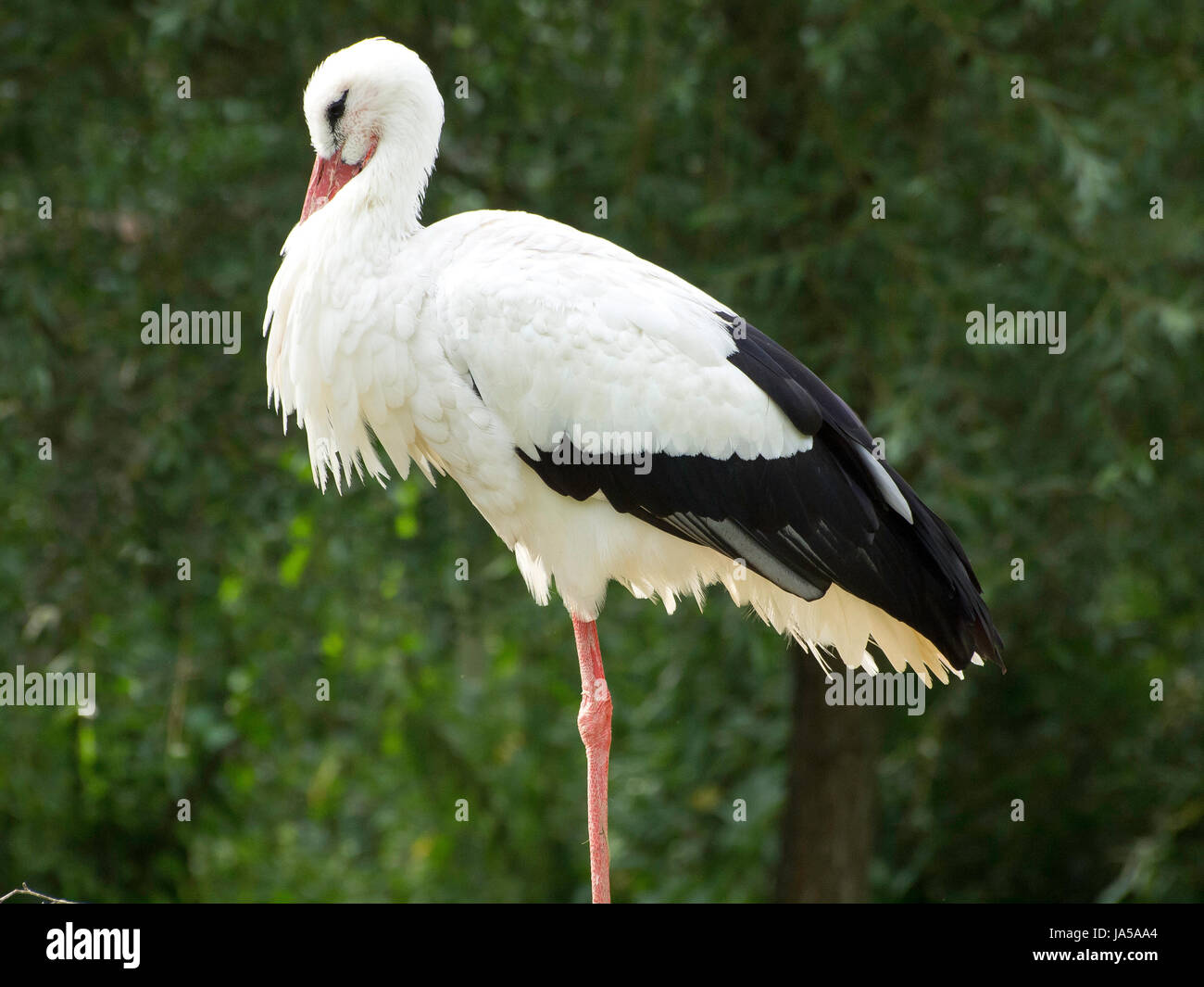 animal, bird, birds, beak, stork, nest, beaks, animal, bird, birds ...