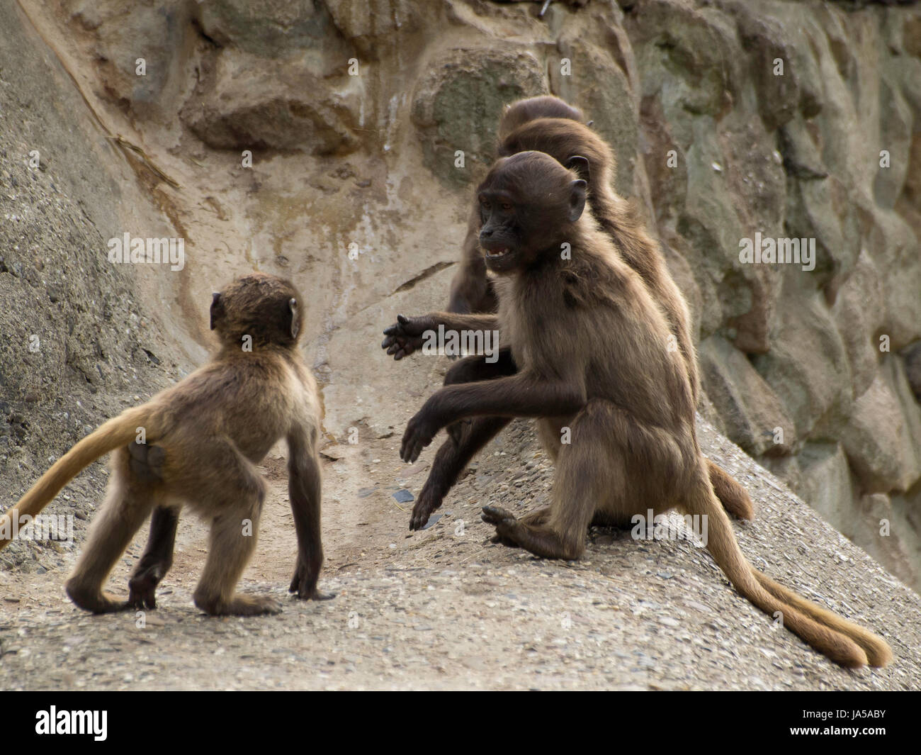 Zoof hi-res stock photography and images - Alamy
