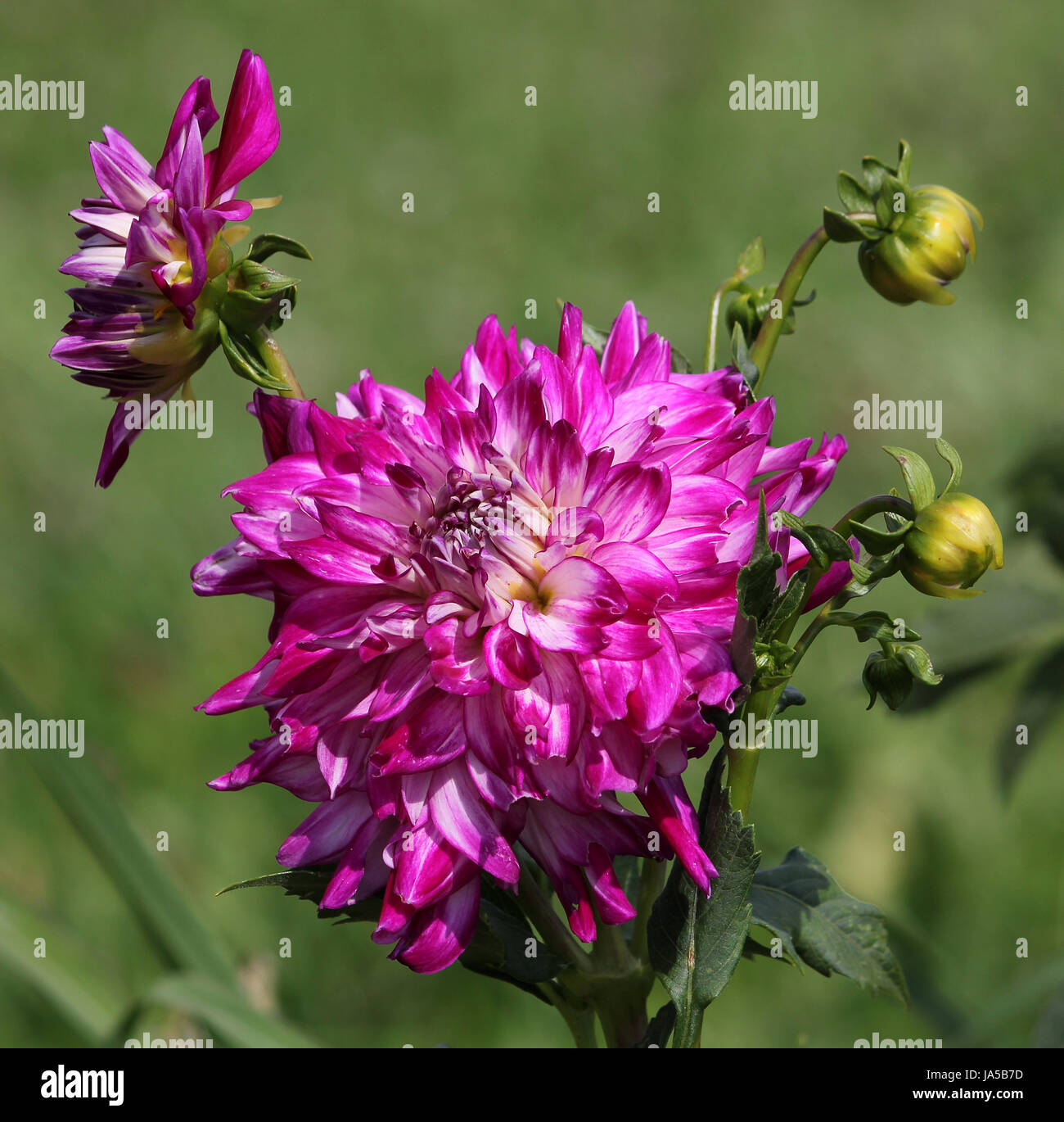 shine, shines, bright, lucent, light, serene, luminous, plant, flower ...