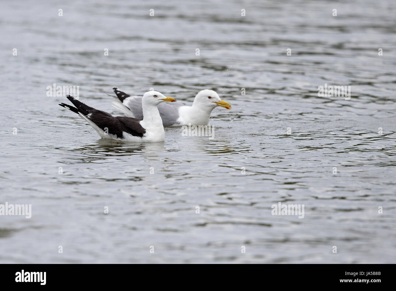 Baltic gulls hi-res stock photography and images - Alamy