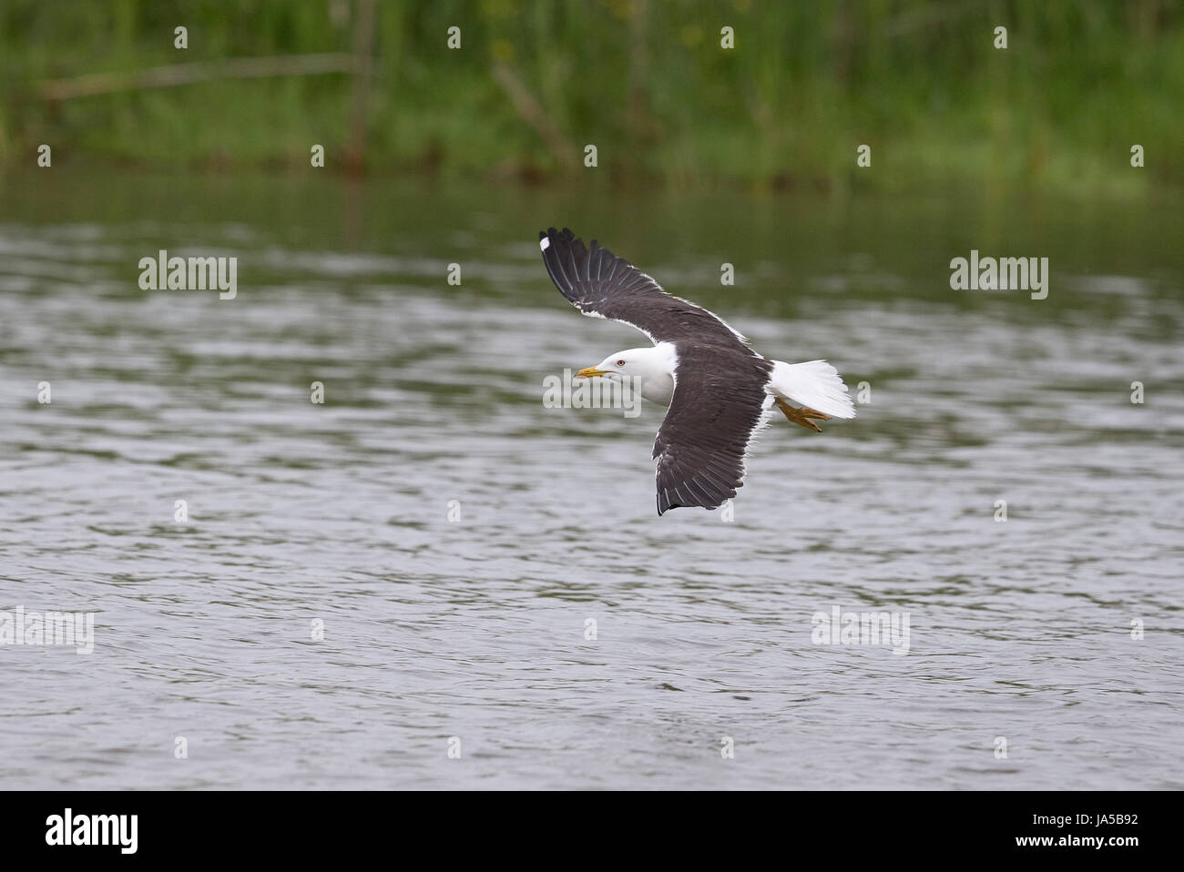 Baltic gull hi-res stock photography and images - Alamy