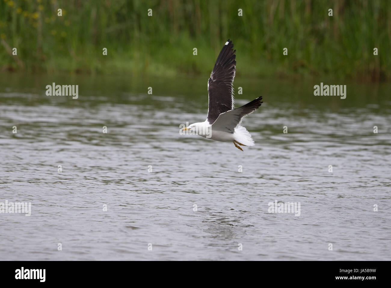 Baltic bird hi-res stock photography and images - Alamy