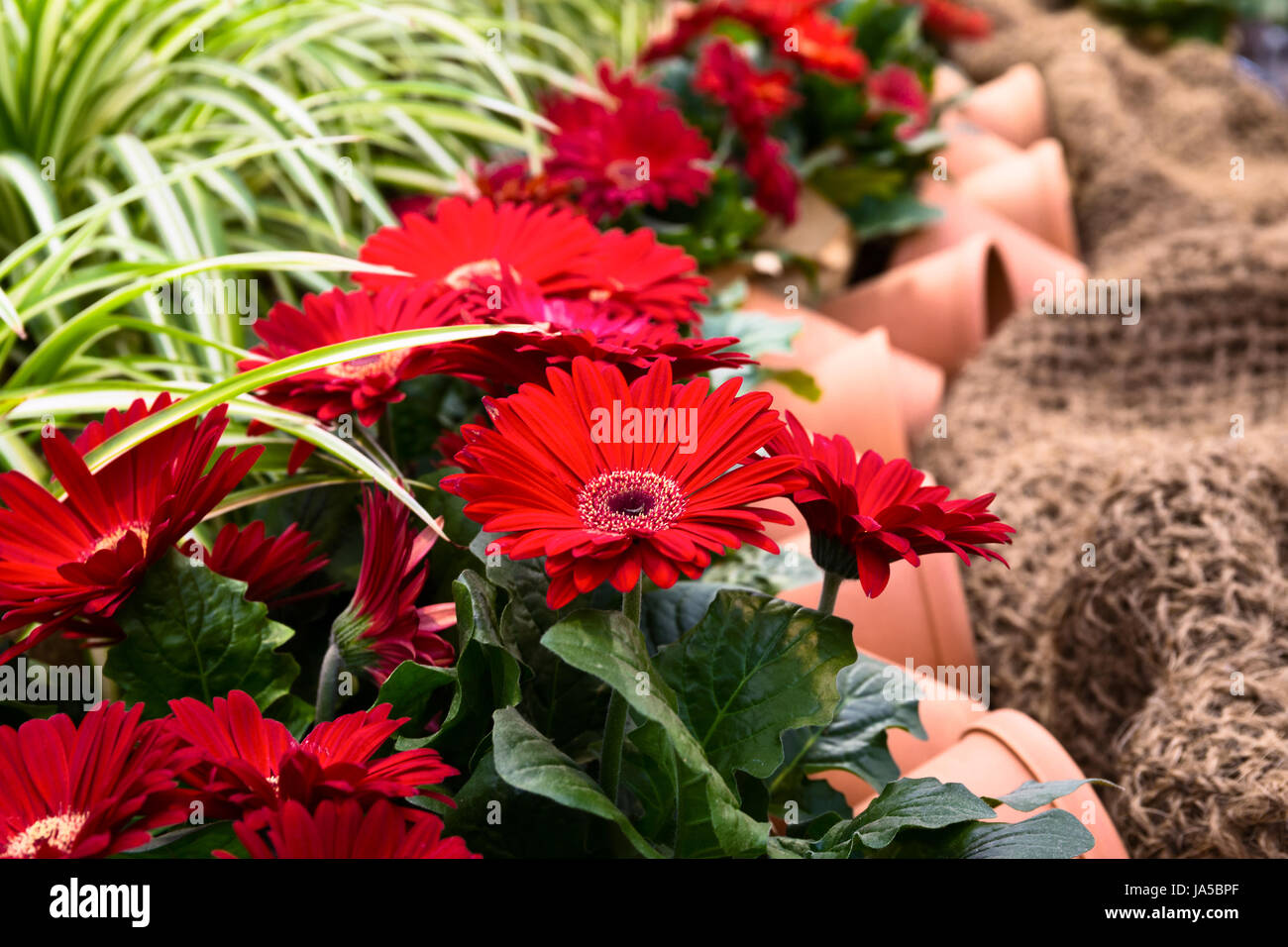 Gerbera daisy container hi-res stock photography and images - Alamy