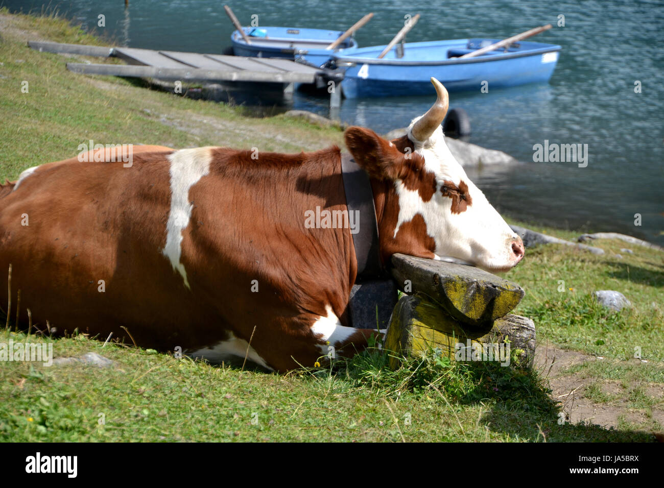 Spotted rowing hi-res stock photography and images - Alamy