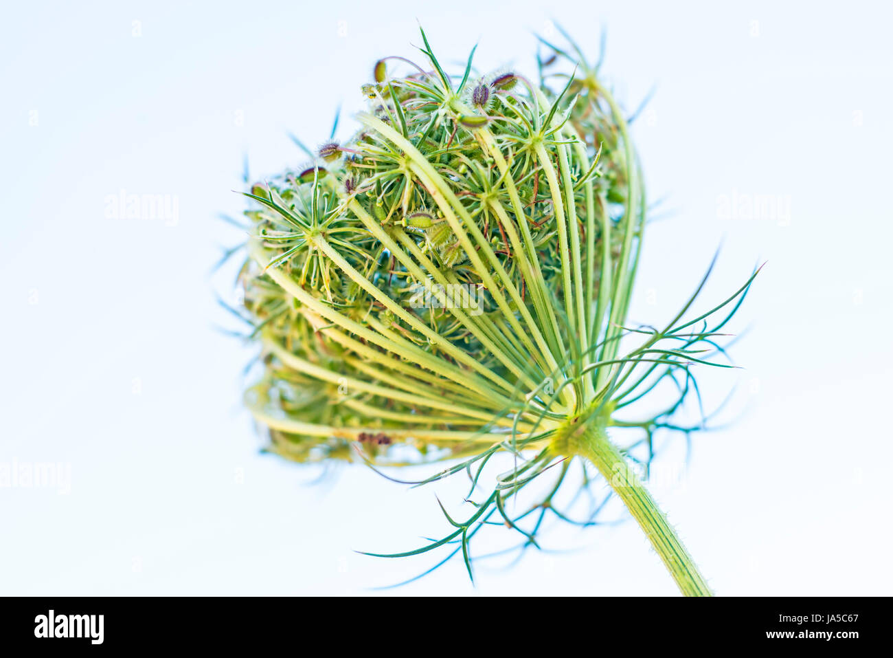 Wildkarotte hi-res stock photography and images - Alamy