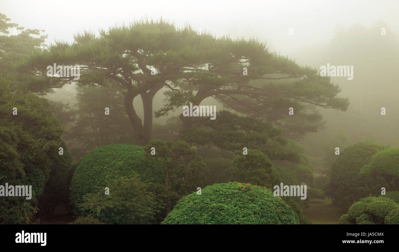 culture, tree, park, garden, flower, plant, pine, fog, summer, summerly ...
