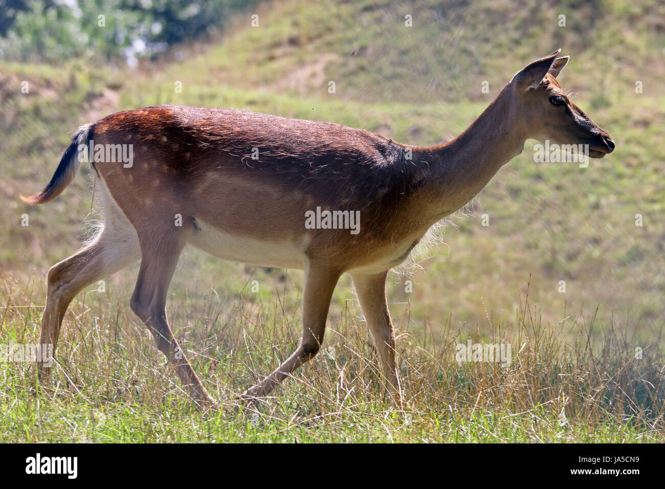 fallow [female fallow deer] Stock Photo - Alamy
