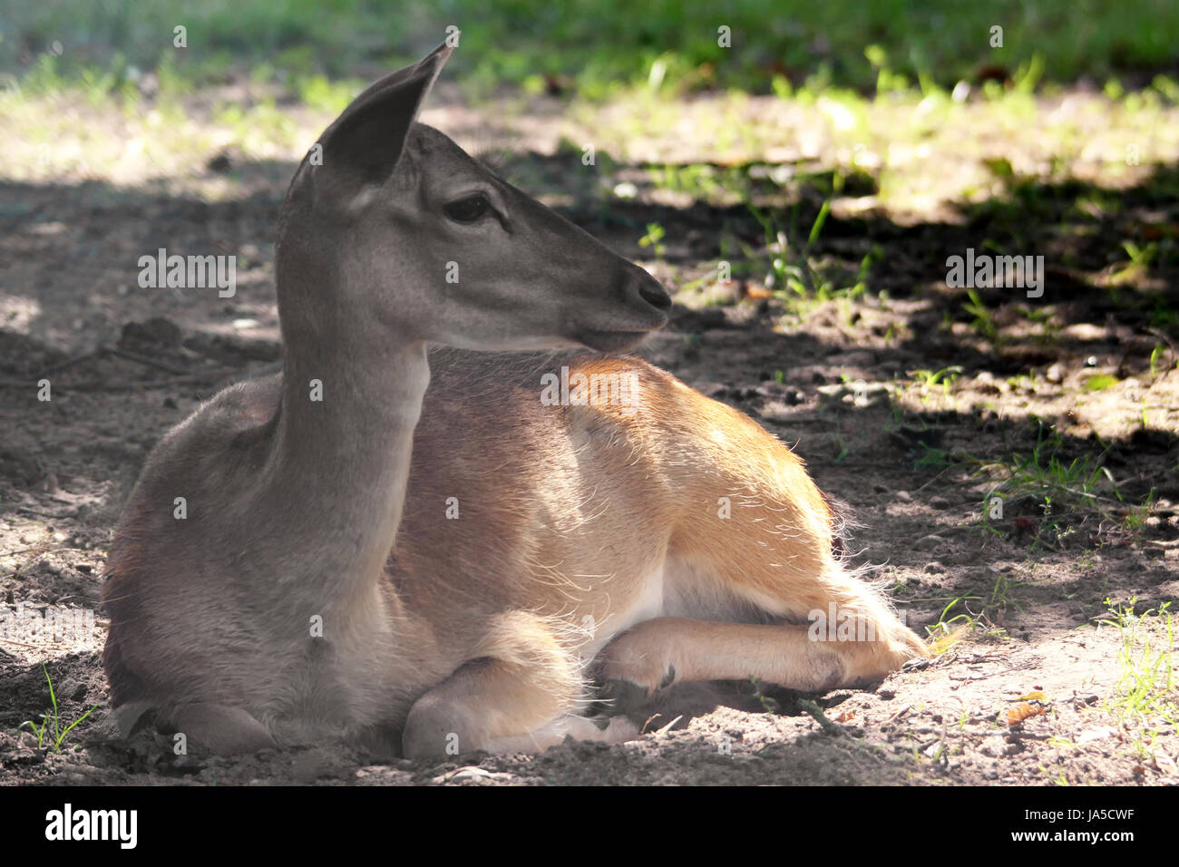 Hart place hi-res stock photography and images - Alamy