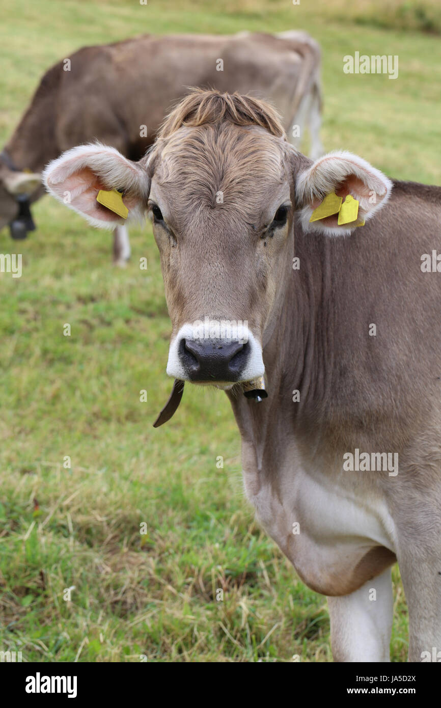 agriculture, farming, alp, cow, bovine, milker, animal, fauna ...