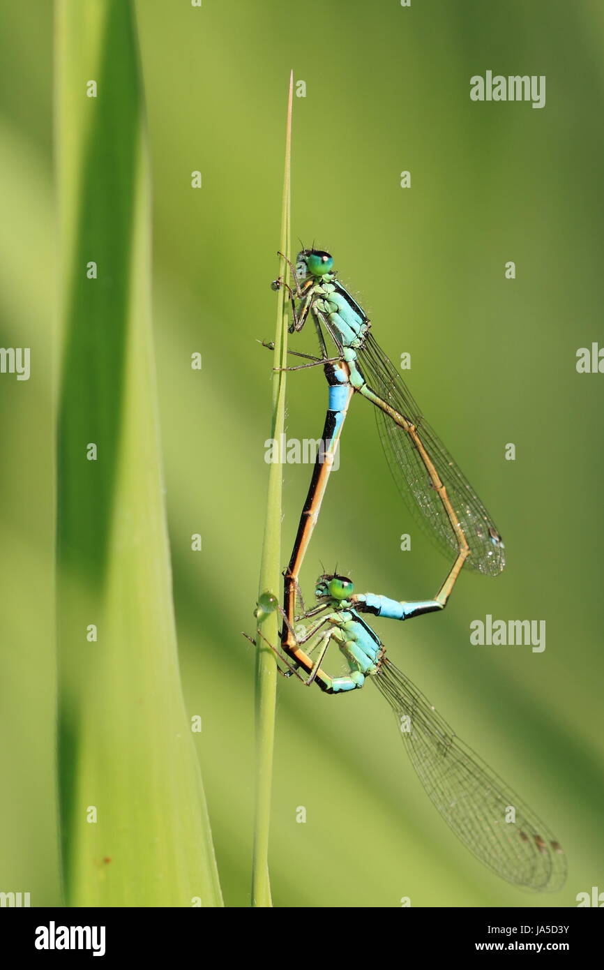 Mating current hi-res stock photography and images - Alamy