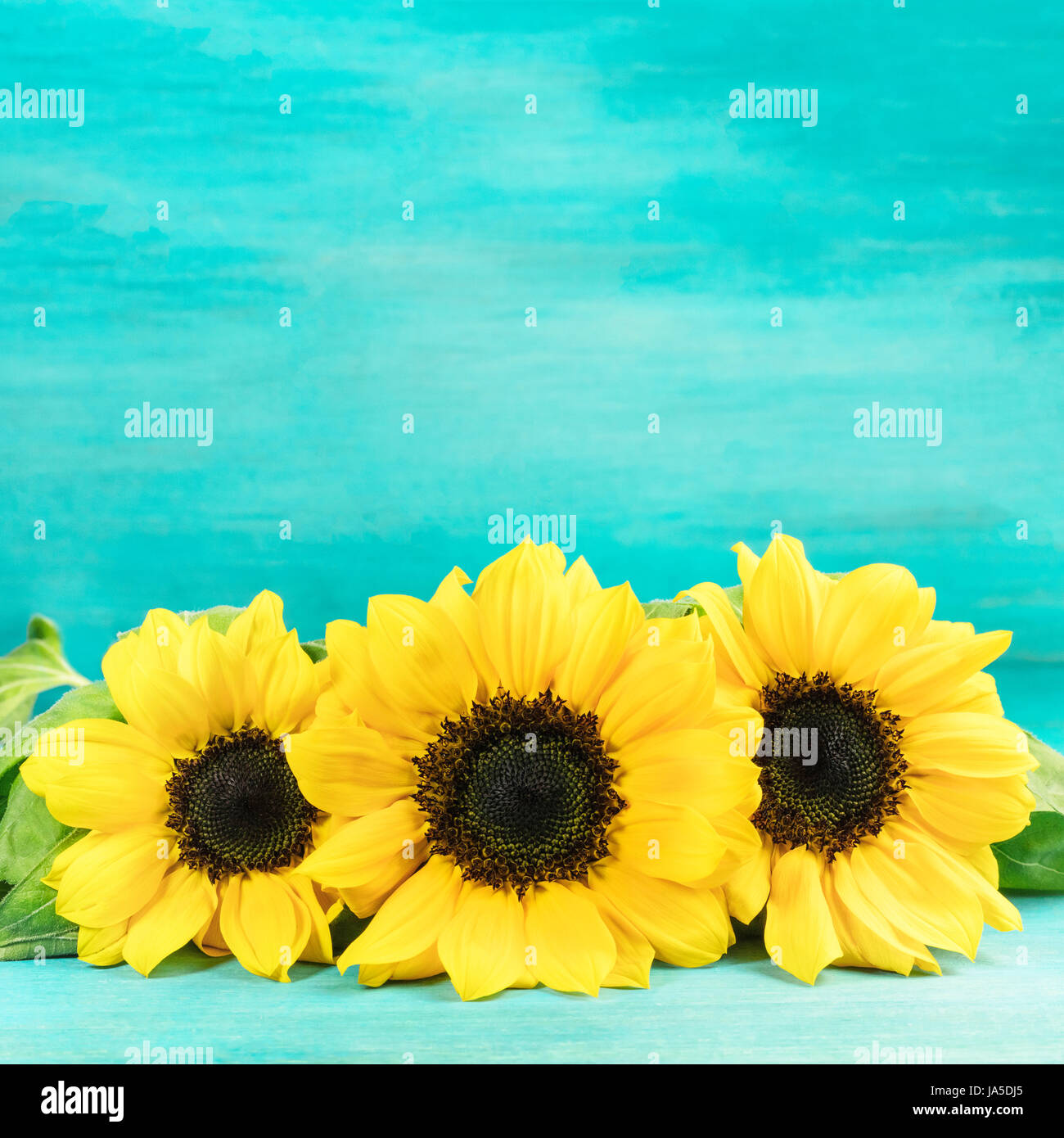A square photo of a bouquet of yellow sunflowers on a turquoise ...