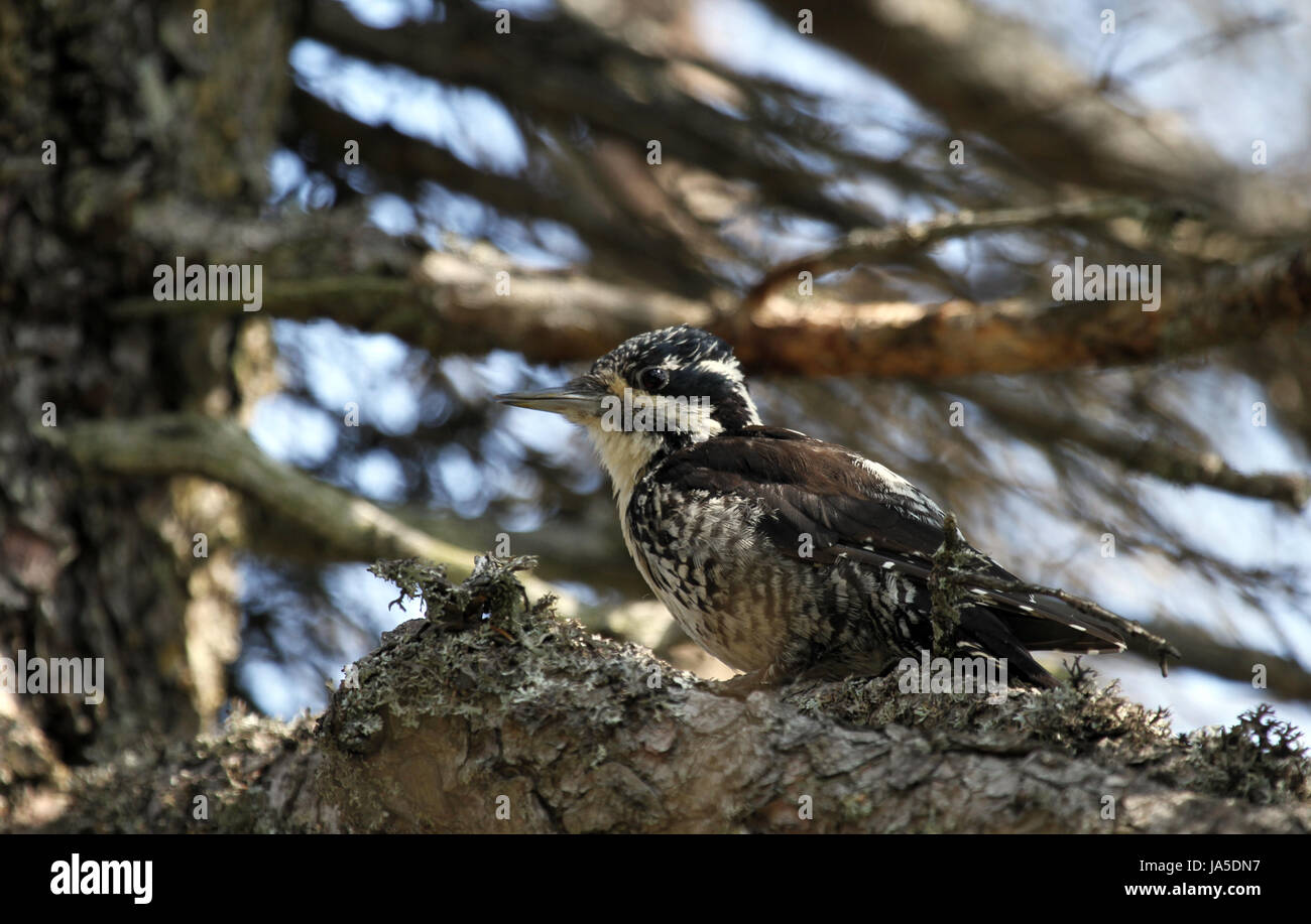 bird, alps, birds, woodpecker, conifers, drums, bird, alps, birds ...