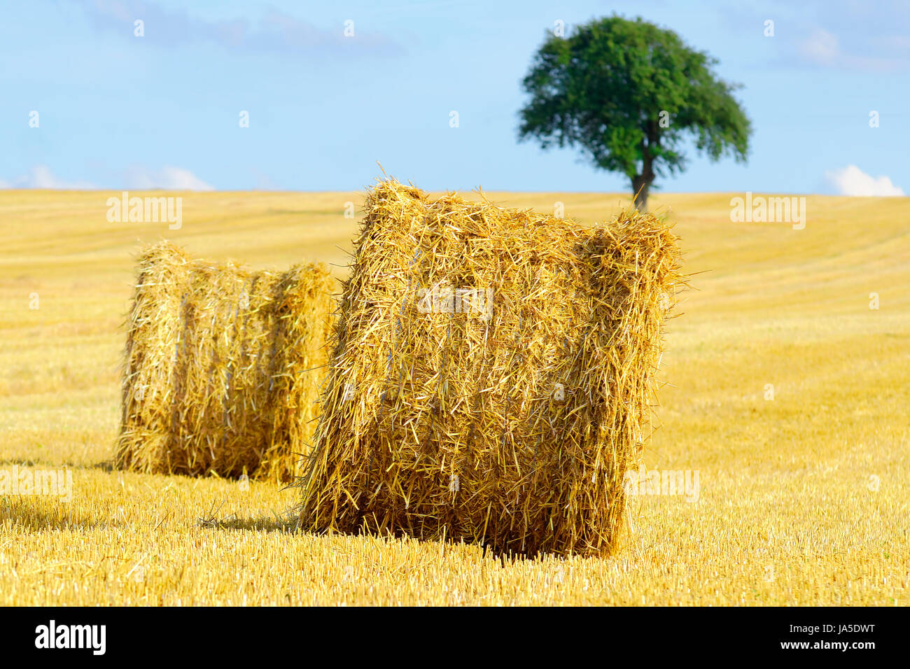 agricultural, tree, agriculture, farming, field, summer, summerly ...