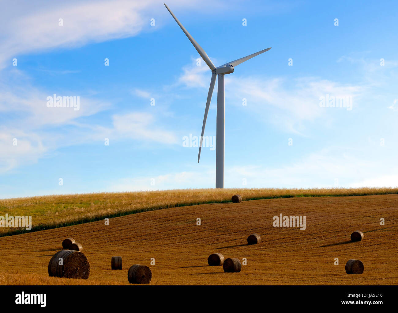 blue, agriculture, farming, field, summer, summerly, grain, harvest ...