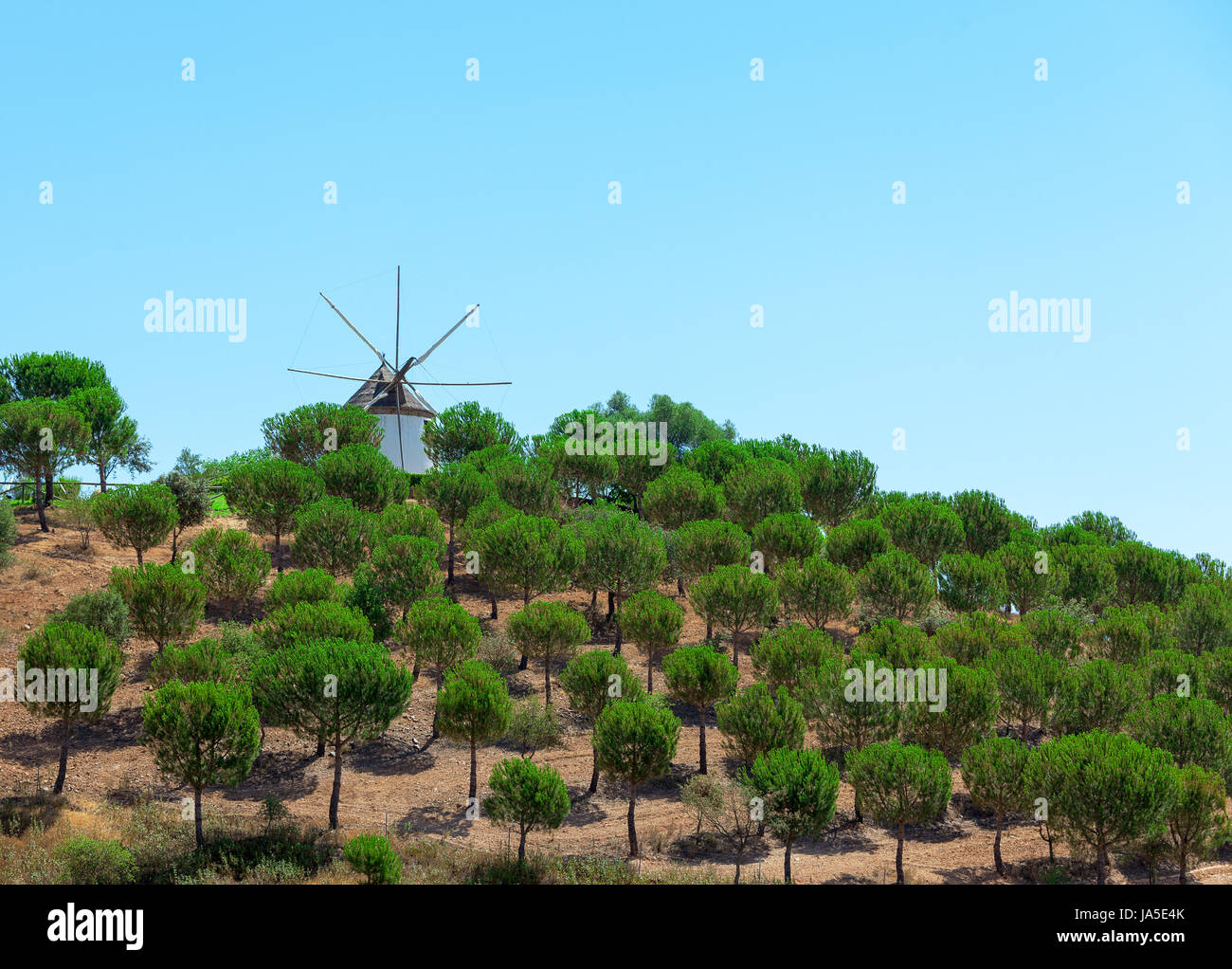 agricultural, tree, trees, agriculture, farming, summer, summerly ...