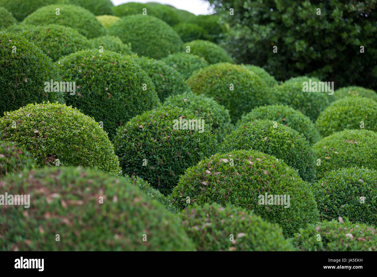 Box Hedge Cutout High Resolution Stock Photography and Images - Alamy
