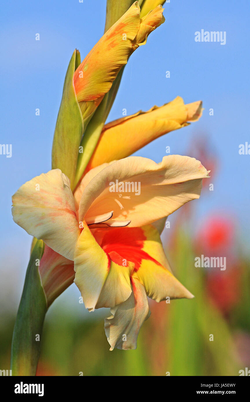 plant, flower, bloom, blossom, flourish, flourishing, gladiolus ...