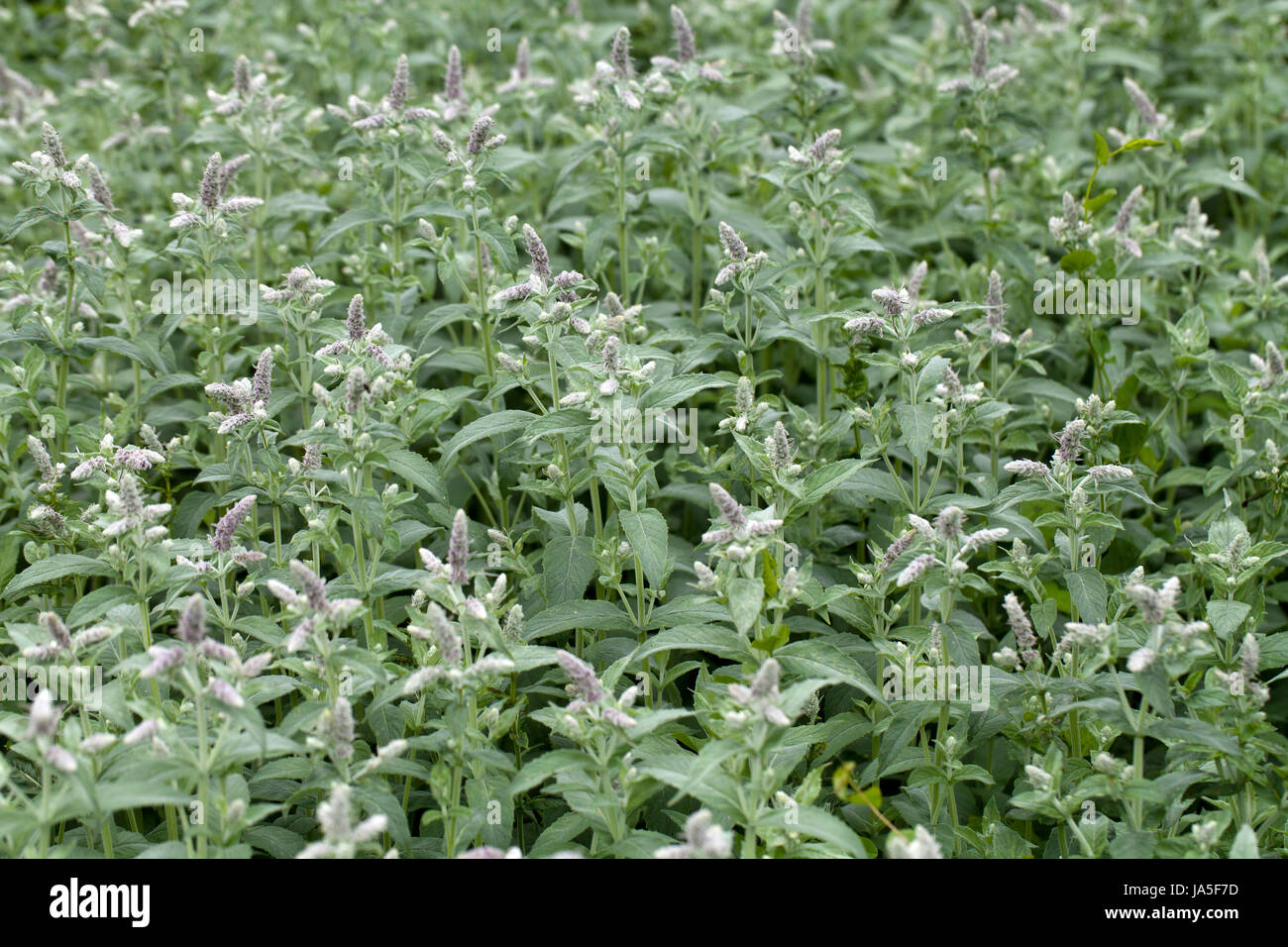 leaf, garden, mint, herb, peppermint, backdrop, background, leaf, macro ...