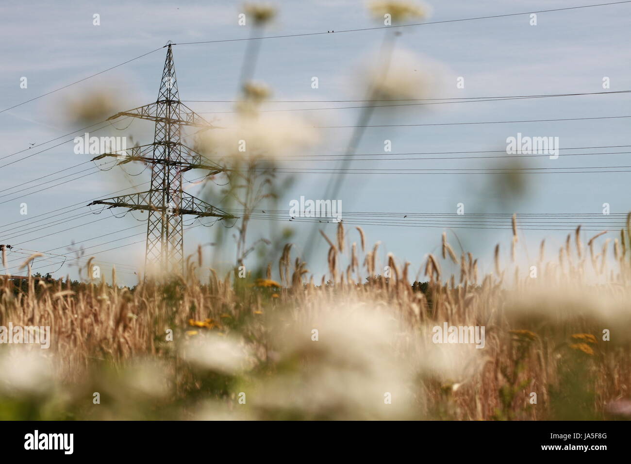 flower, flowers, plant, environmental protection, high-tension line ...