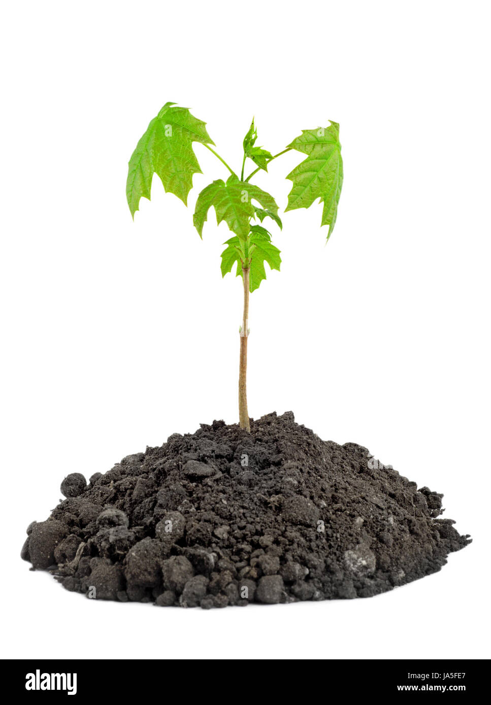 Seedling maple isolated on a white background Stock Photo - Alamy