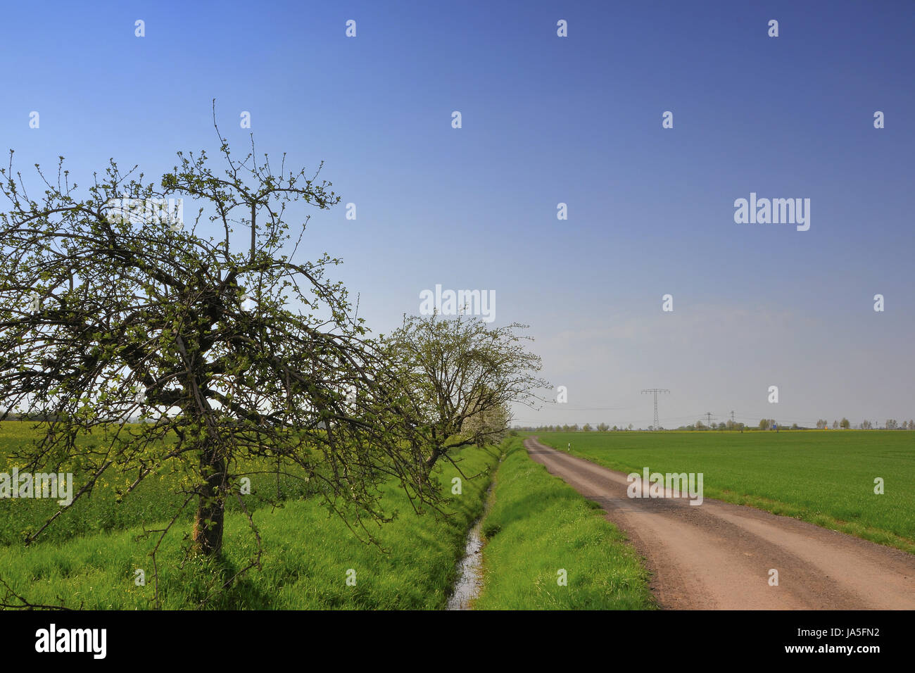 tree, trees, dirt road, apple trees, scenery, countryside, nature, path ...