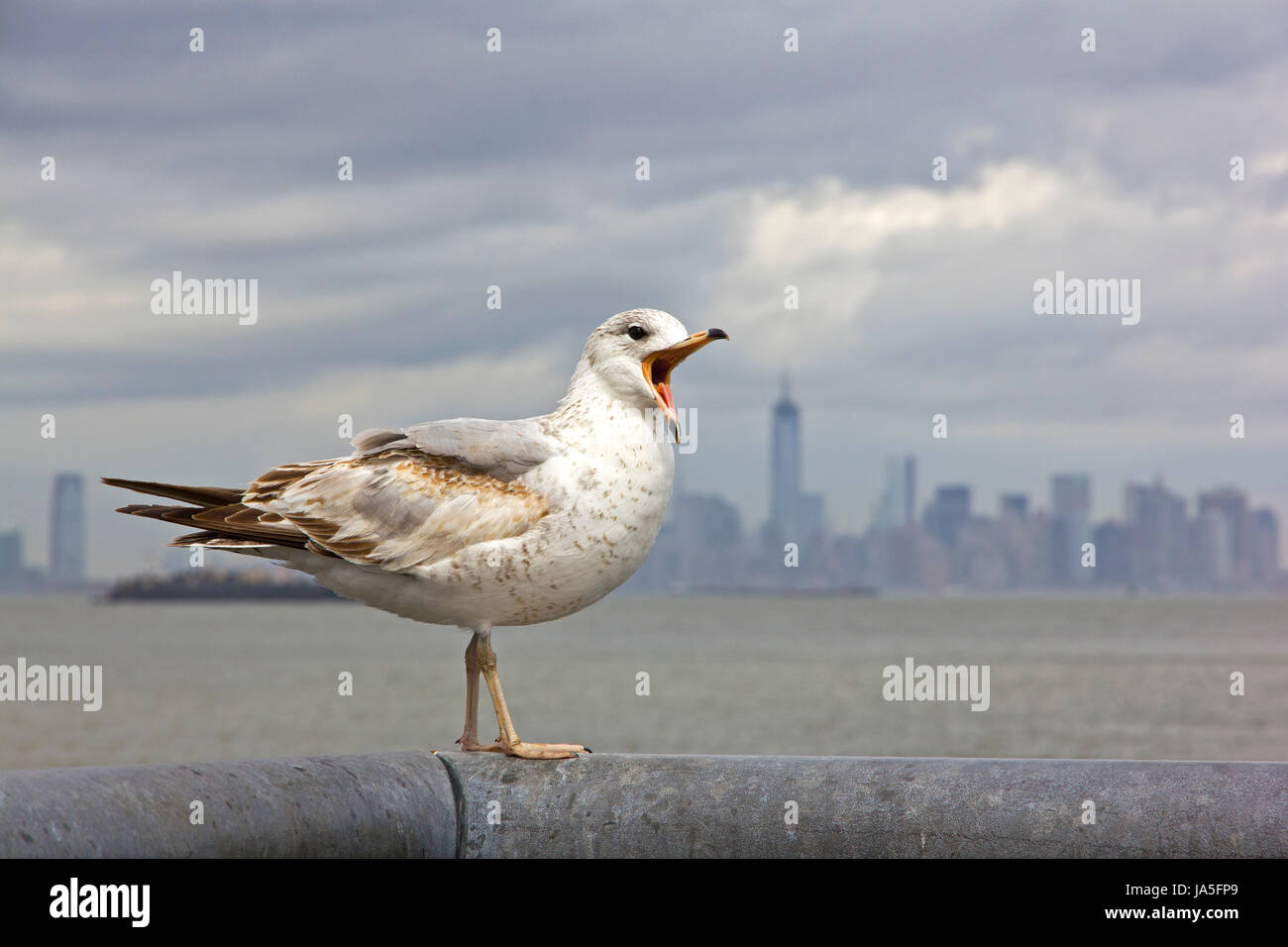 Crazy birds hi-res stock photography and images - Alamy